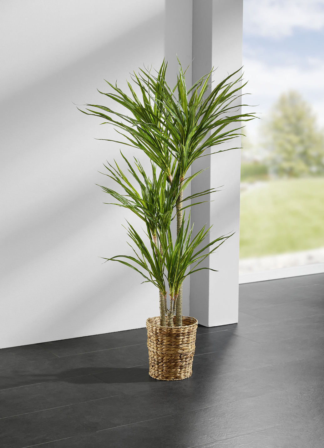 Yucca Palme Drauen Im Topf